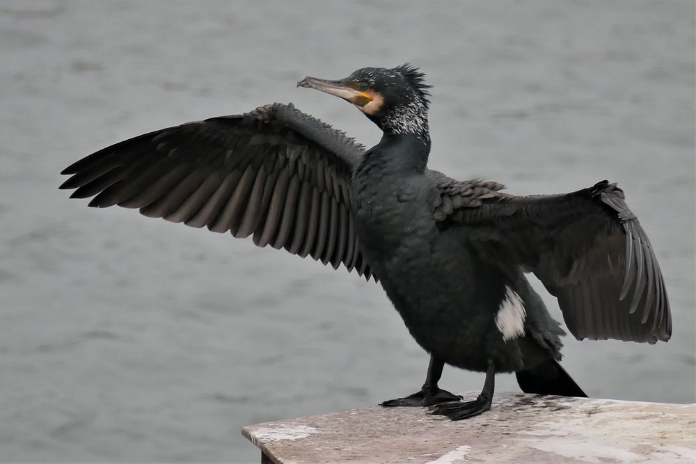 Kormoran Foto & Bild | tiere, wildlife, wild lebende vögel Bilder auf ...