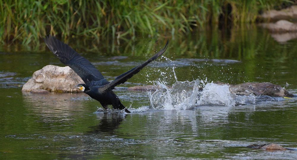 Kormoran beim Startlauf Foto & Bild | natur Bilder auf fotocommunity Kormoran beim Startlauf Foto & Bild | natur Bilder auf fotocommunity
