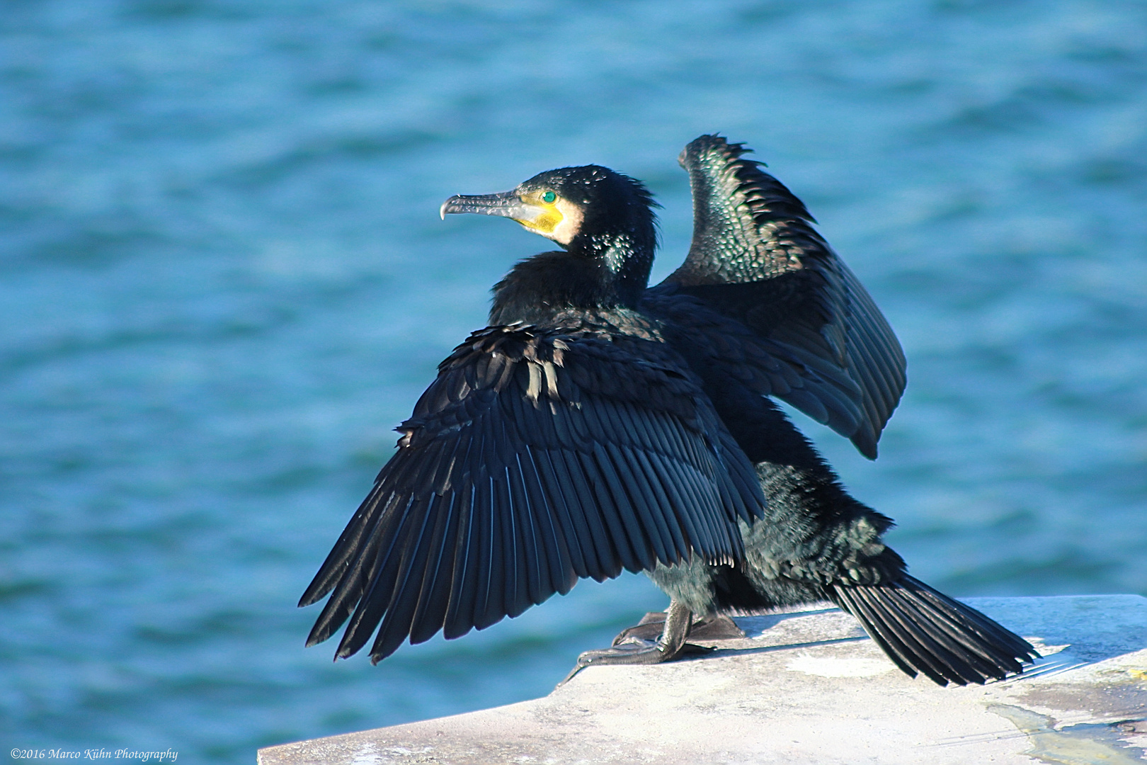 Kormoran Foto & Bild | wasser, natur, tiere Bilder auf fotocommunity