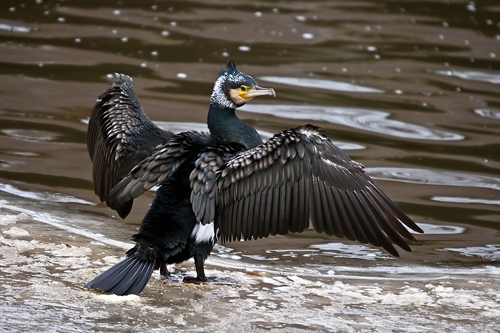 Kormoran Foto & Bild | tiere, wildlife, wild lebende vögel Bilder auf ...
