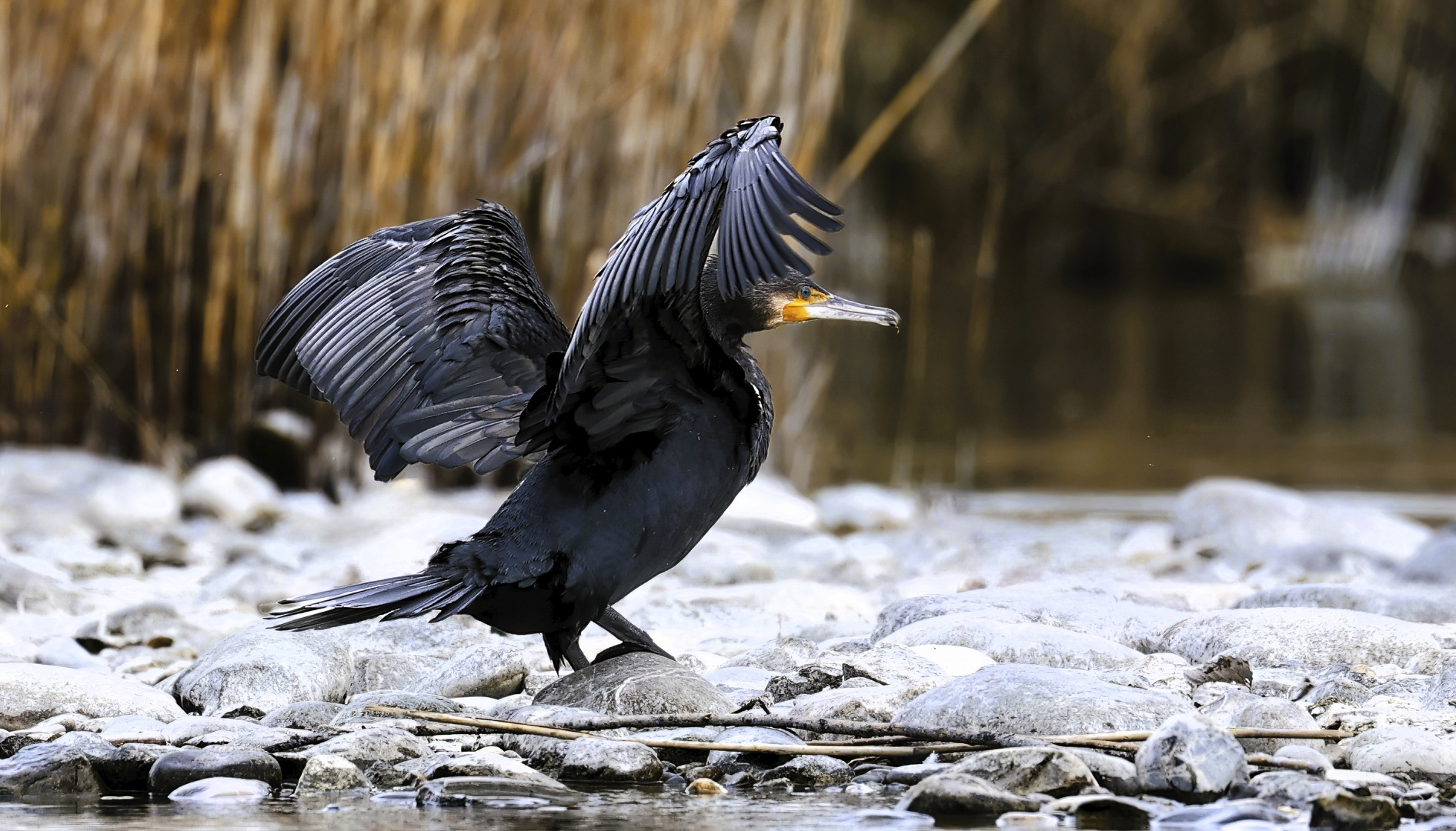 Kormoran Foto & Bild | tiere, wildlife, wild lebende vögel Bilder auf ...