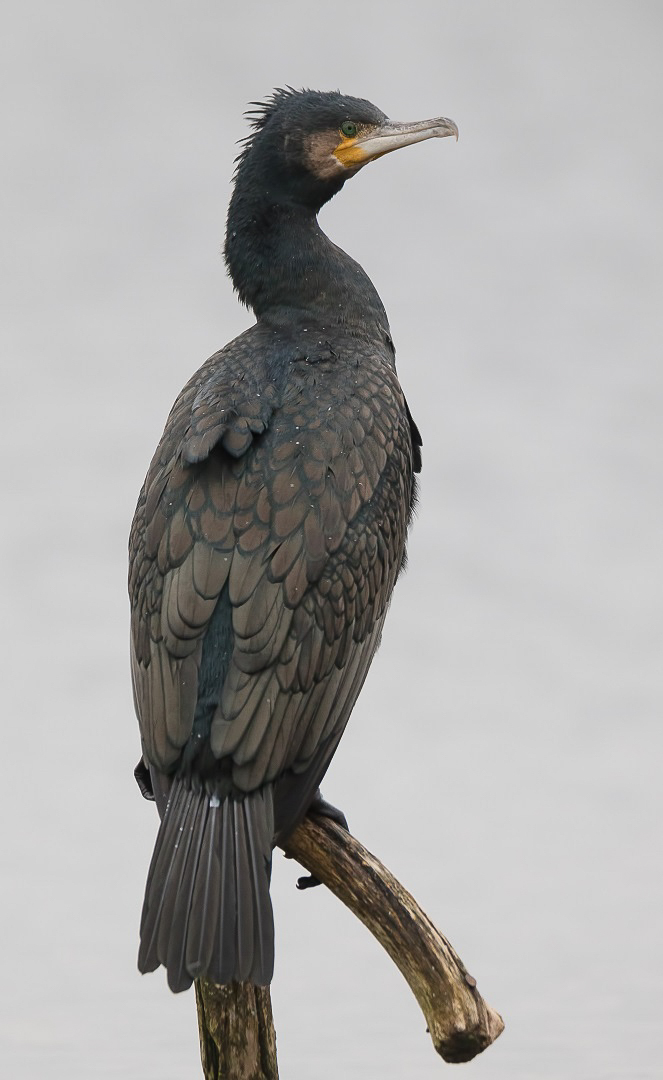 Kormoran Foto & Bild | tiere, wildlife, wild lebende vögel Bilder auf ...