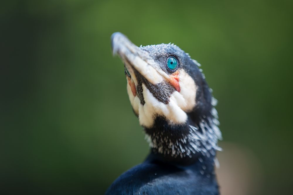 Kormoran Foto & Bild | auge, natur, portrait Bilder auf fotocommunity