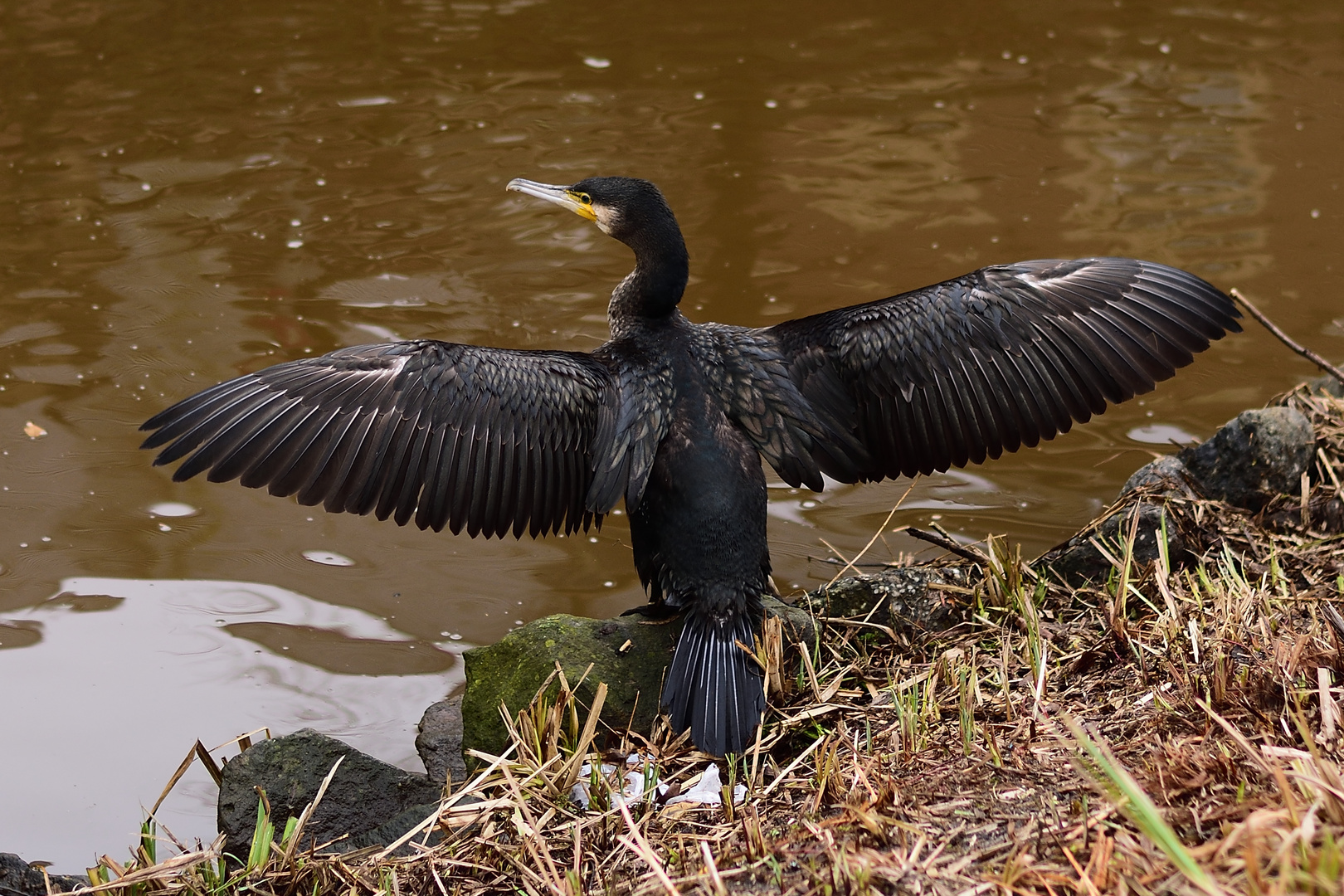 Kormoran Foto & Bild | tiere, wildlife, wild lebende vögel Bilder auf ...