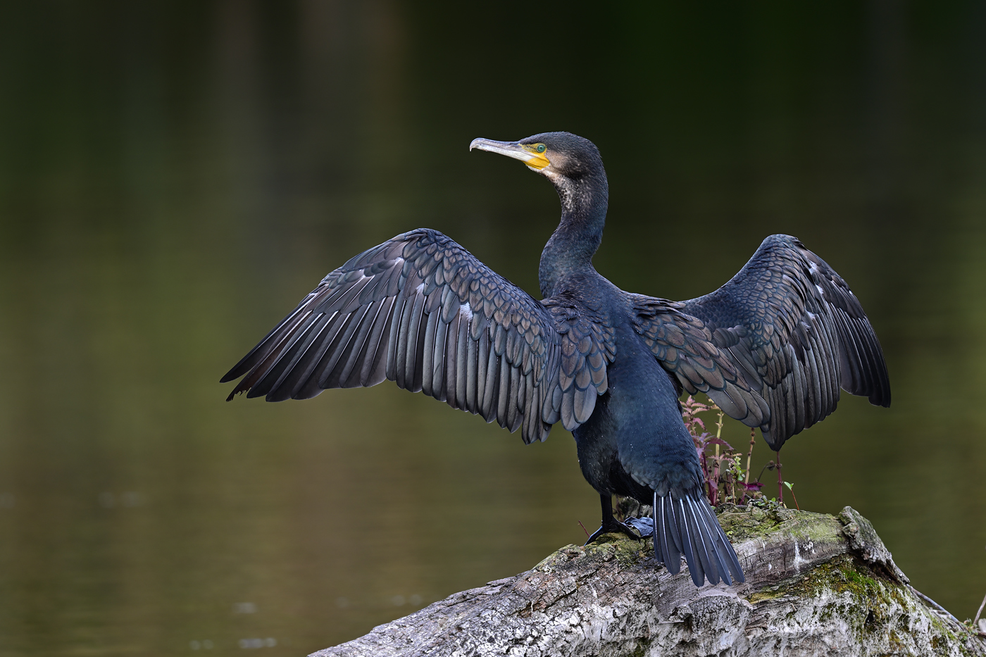 Kormoran II Foto & Bild | tiere, wildlife, wild lebende vögel Bilder ...