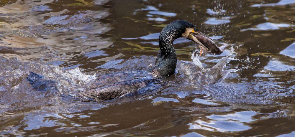 Kormoran mit Fisch 003 Foto & Bild | landschaft, lebensräume, sommer ...