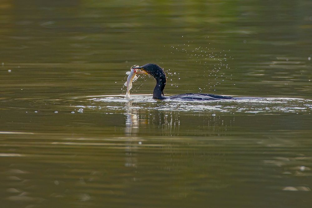 Kormoran mit Fisch Foto & Bild | phalacrocorax carbo, natur Bilder auf ...