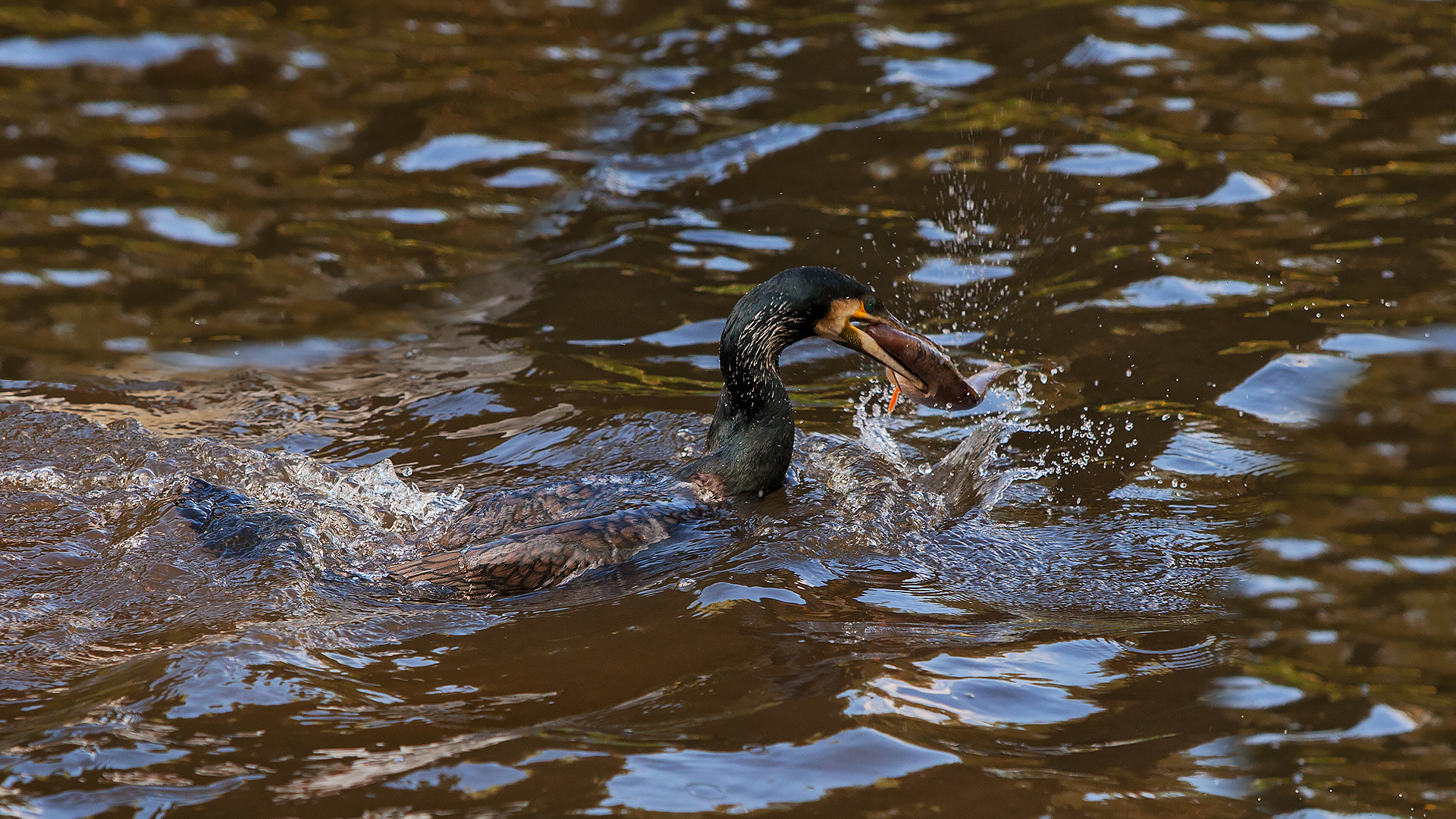 Kormoran mit Fisch Foto & Bild | landschaft, lebensräume, wasser Bilder ...