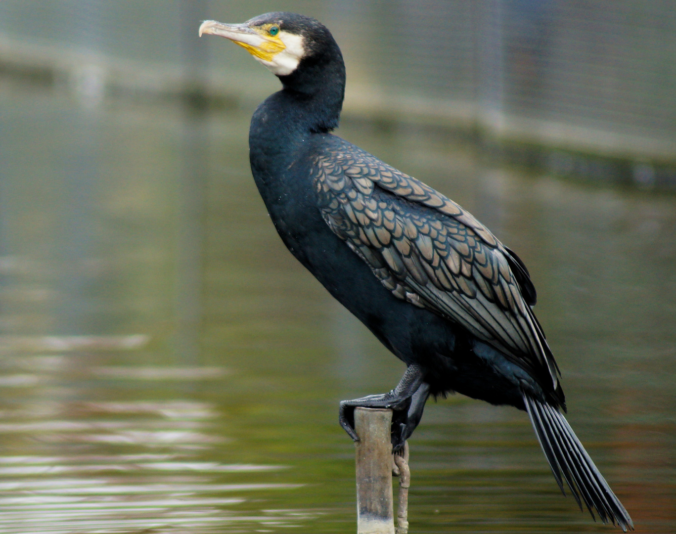 Kormoran (Phalacrocorax carbo) Foto & Bild | tiere, zoo, wildpark & falknerei, vögel Bilder auf ...