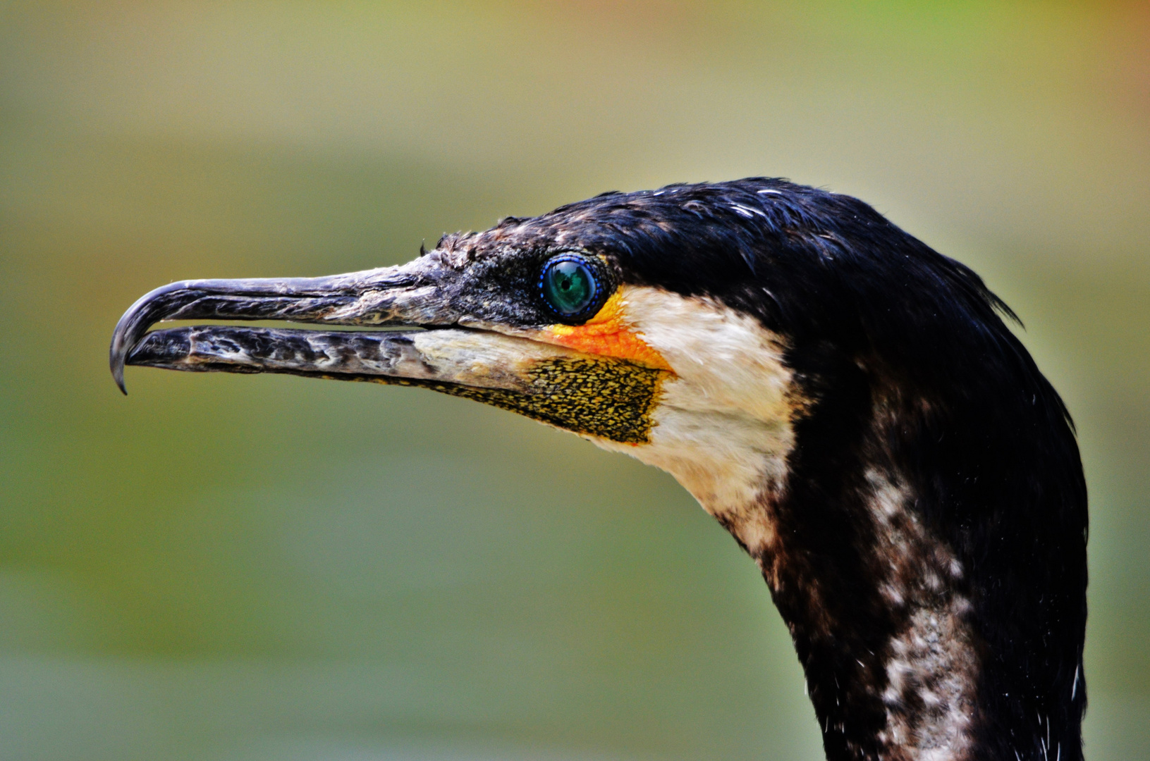 Kormoran Porträt Foto & Bild | tiere, zoo, wildpark & falknerei ...
