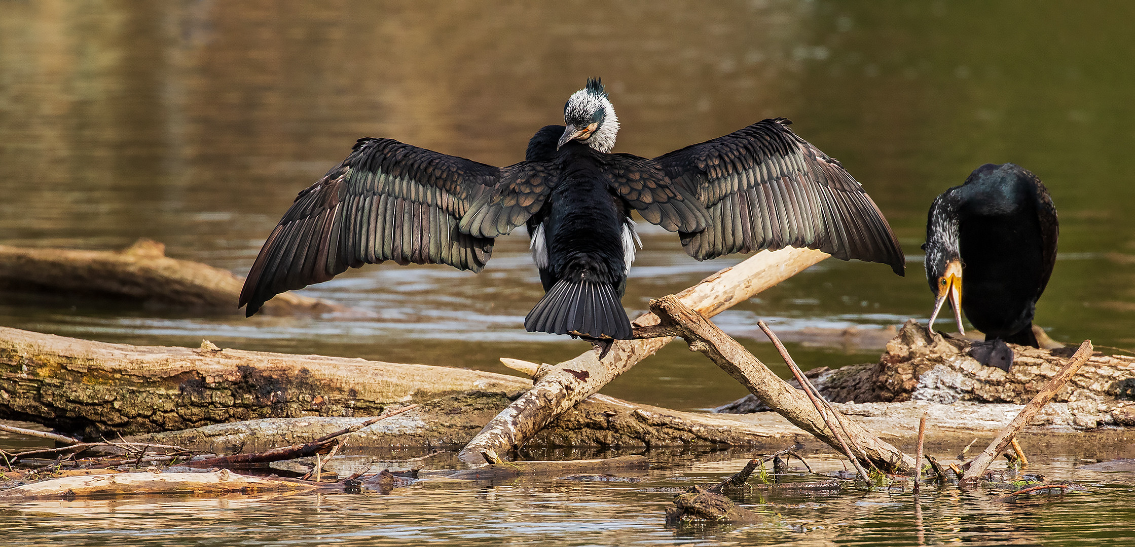 Kormorane 001 Foto & Bild | tiere, wildlife, wild lebende vögel Bilder ...