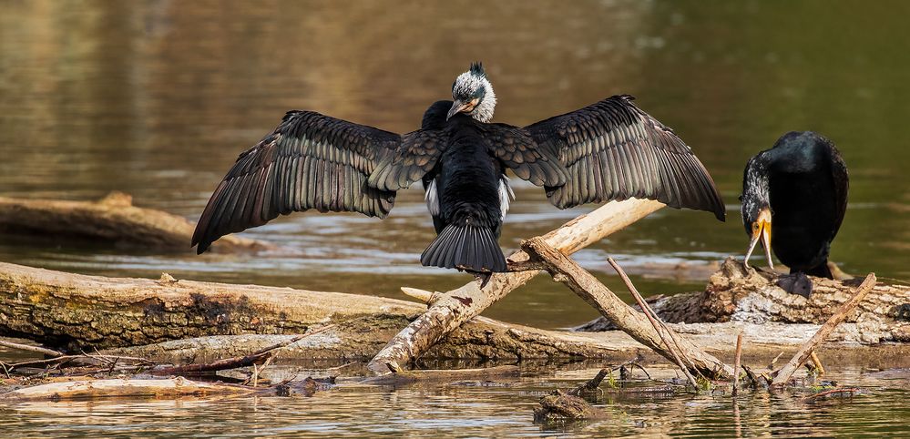 Kormorane 001 Foto & Bild | tiere, wildlife, wild lebende vögel Bilder ...