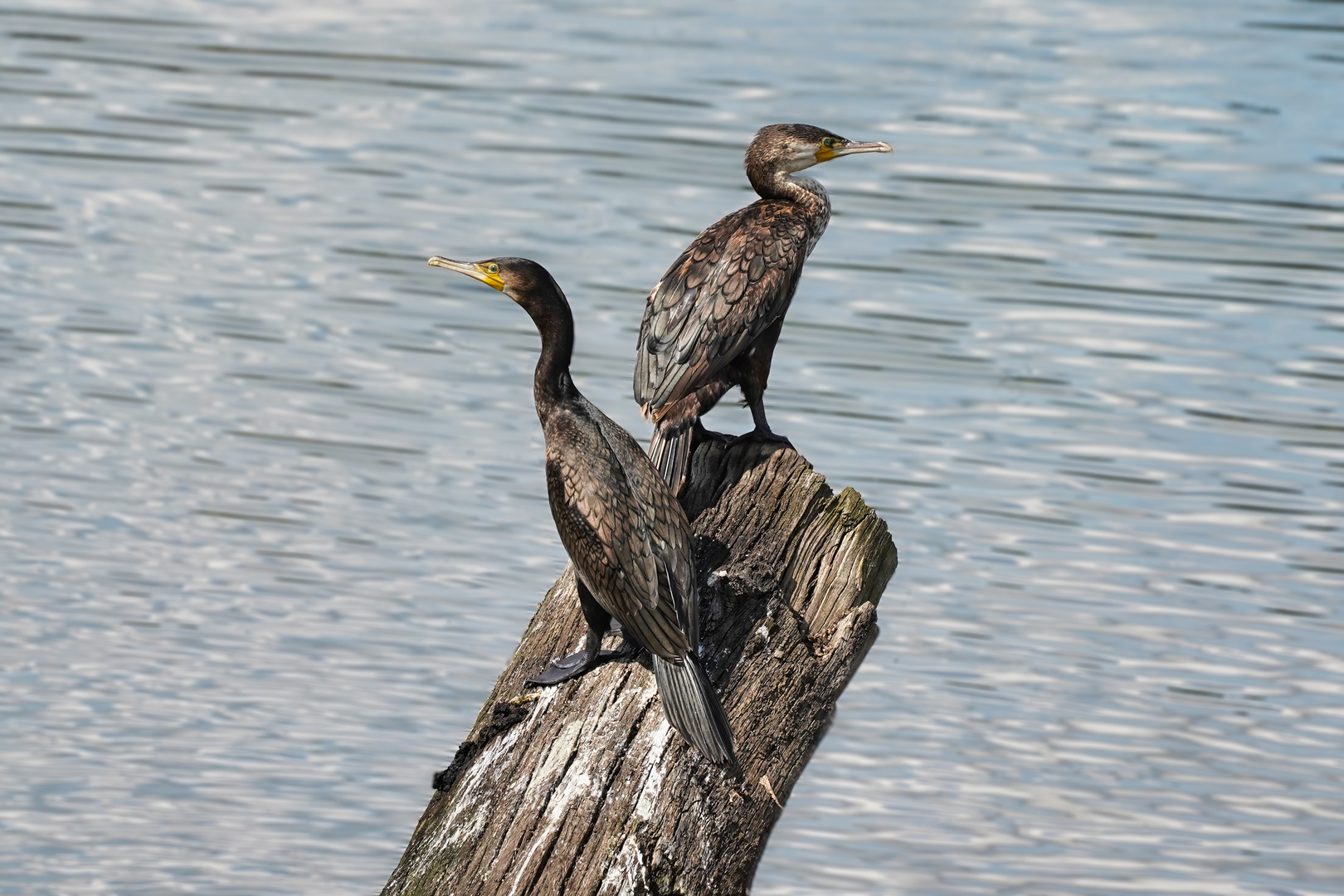 Kormorane Foto & Bild | tiere, wildlife, wild lebende vögel Bilder auf ...
