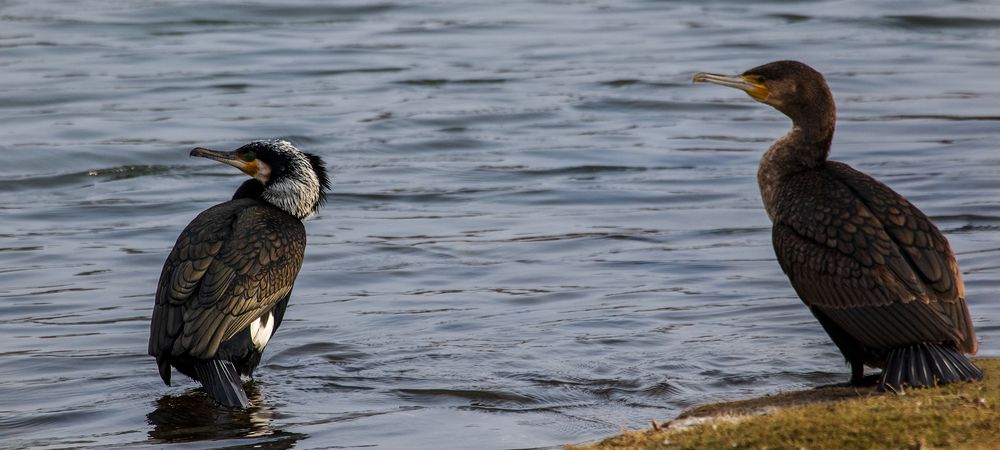 Kormorane 006 Foto & Bild | tiere, wildlife, wild lebende vögel Bilder ...