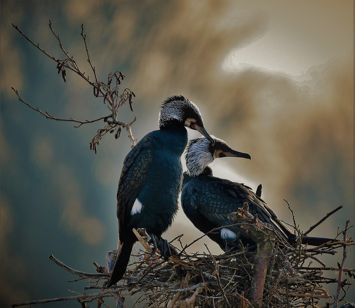 Kormorane .... Foto & Bild | tiere, wildlife, wild lebende vögel Bilder ...