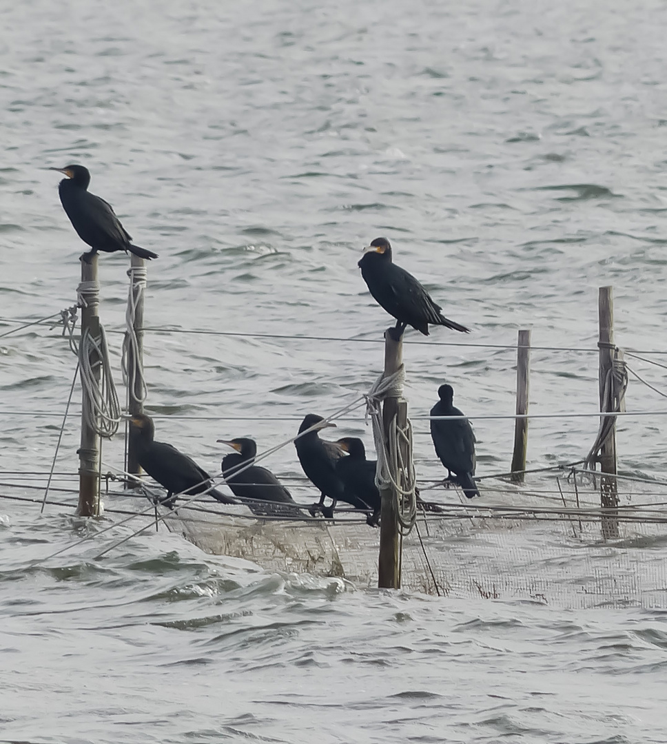 Kormorane Foto & Bild | tiere, tier und mensch, beginner fotos Bilder ...