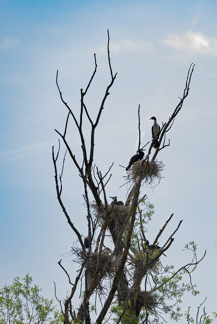 Kormorane Foto & Bild | natur, tiere, vögel Bilder auf fotocommunity