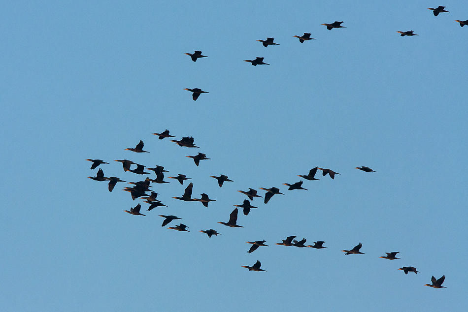 Kormorane Foto & Bild | tiere, wildlife, wild lebende vögel Bilder auf ...