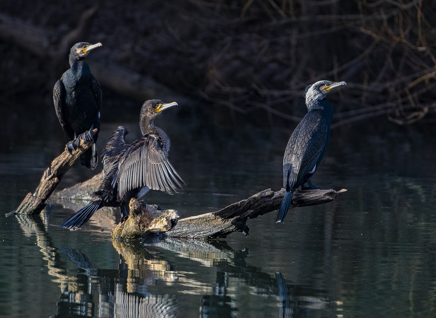 Kormorane Foto & Bild | tiere, wildlife, outdoor Bilder auf fotocommunity