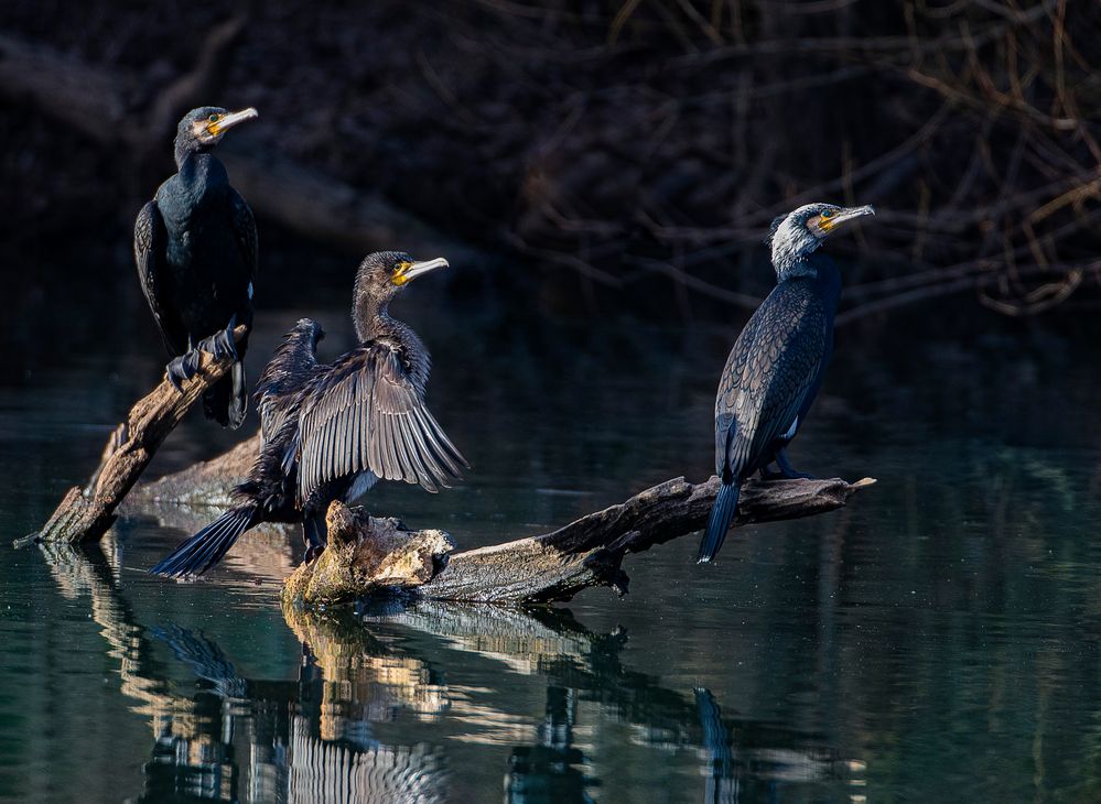 Kormorane Foto & Bild | tiere, wildlife, outdoor Bilder auf fotocommunity