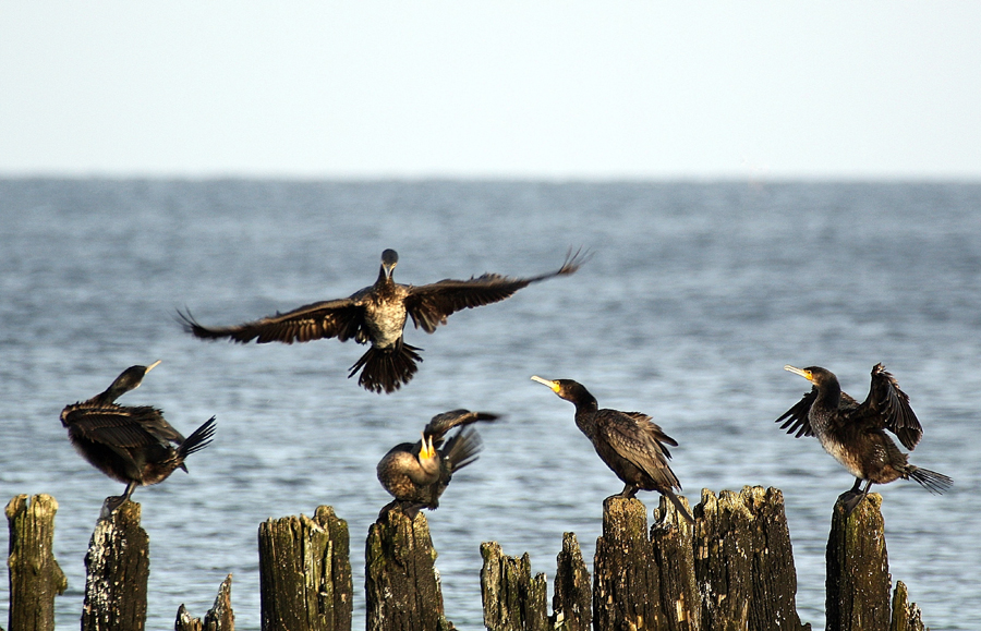 Kormorane Foto & Bild | tiere, wildlife, wild lebende vögel Bilder auf ...