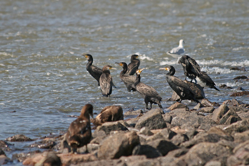 Kormorane Foto & Bild | tiere, wildlife, wild lebende vögel Bilder auf ...