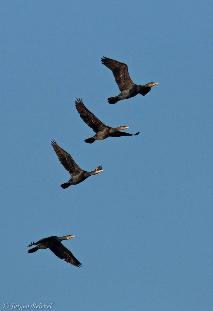 Kormorane Foto & Bild | natur, tiere, vögel Bilder auf fotocommunity