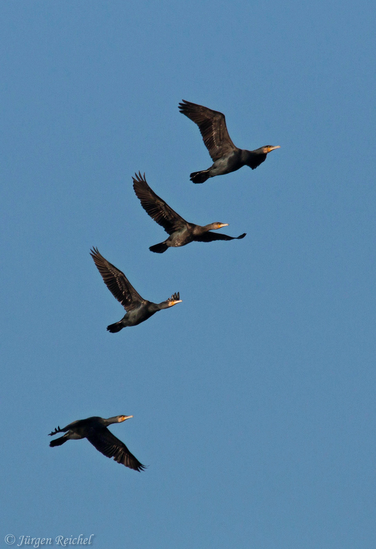 Kormorane Foto & Bild | natur, tiere, vögel Bilder auf fotocommunity