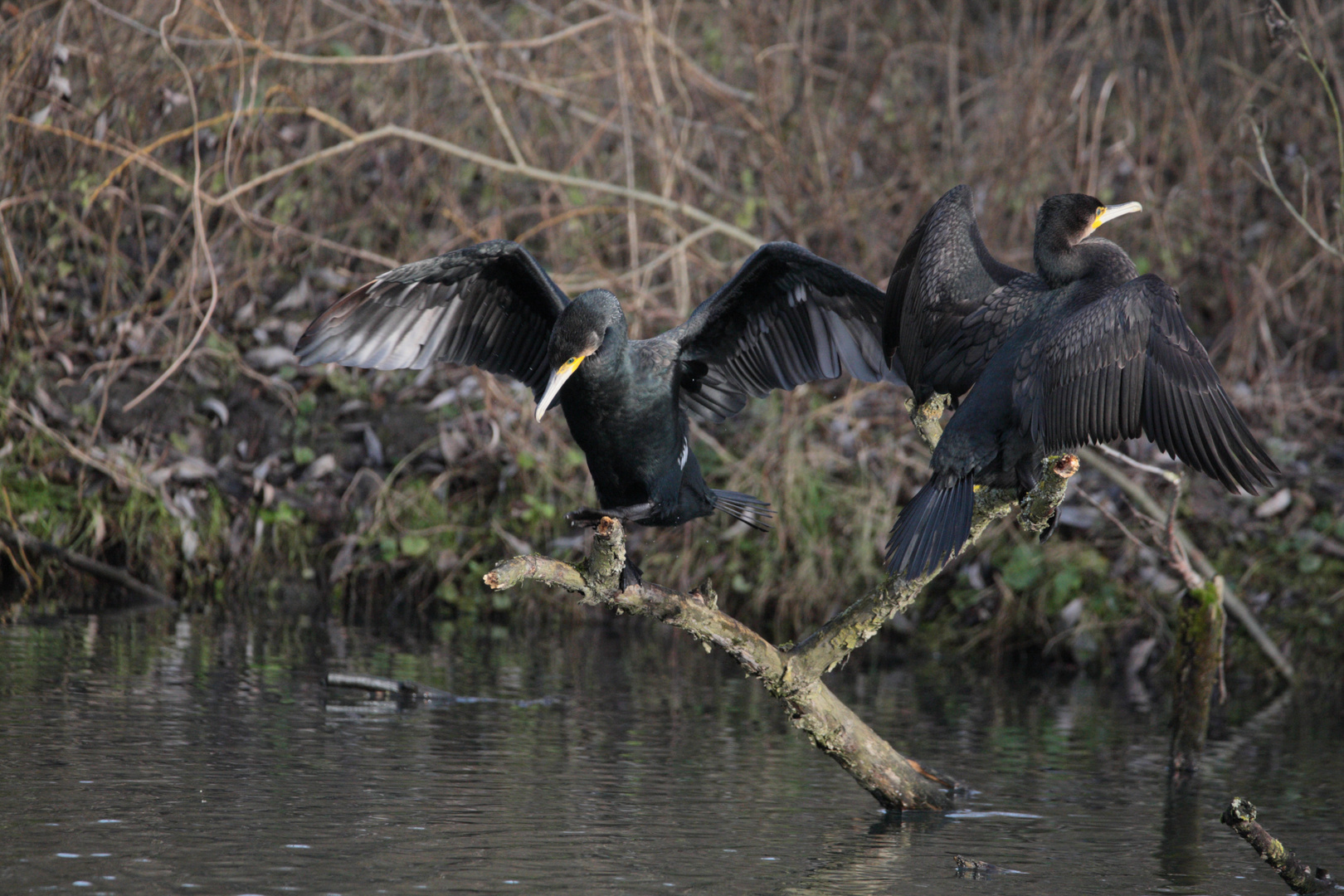 Kormorane Foto & Bild | natur, tiere, vögel Bilder auf fotocommunity