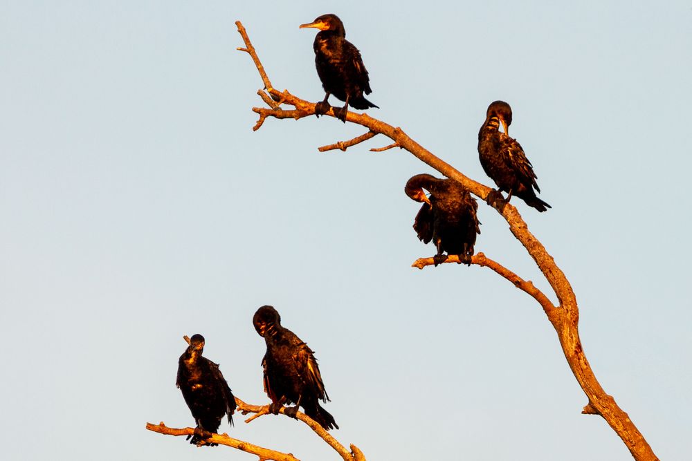 Kormorane Foto & Bild | tiere, wildlife, wild lebende vögel Bilder auf ...