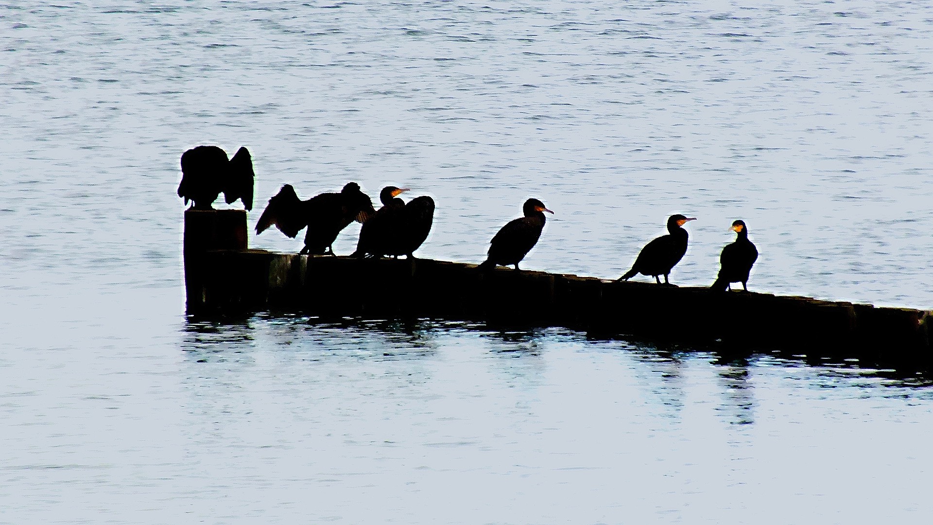 Kormorane Foto & Bild | tiere, wildlife, wild lebende vögel Bilder auf ...