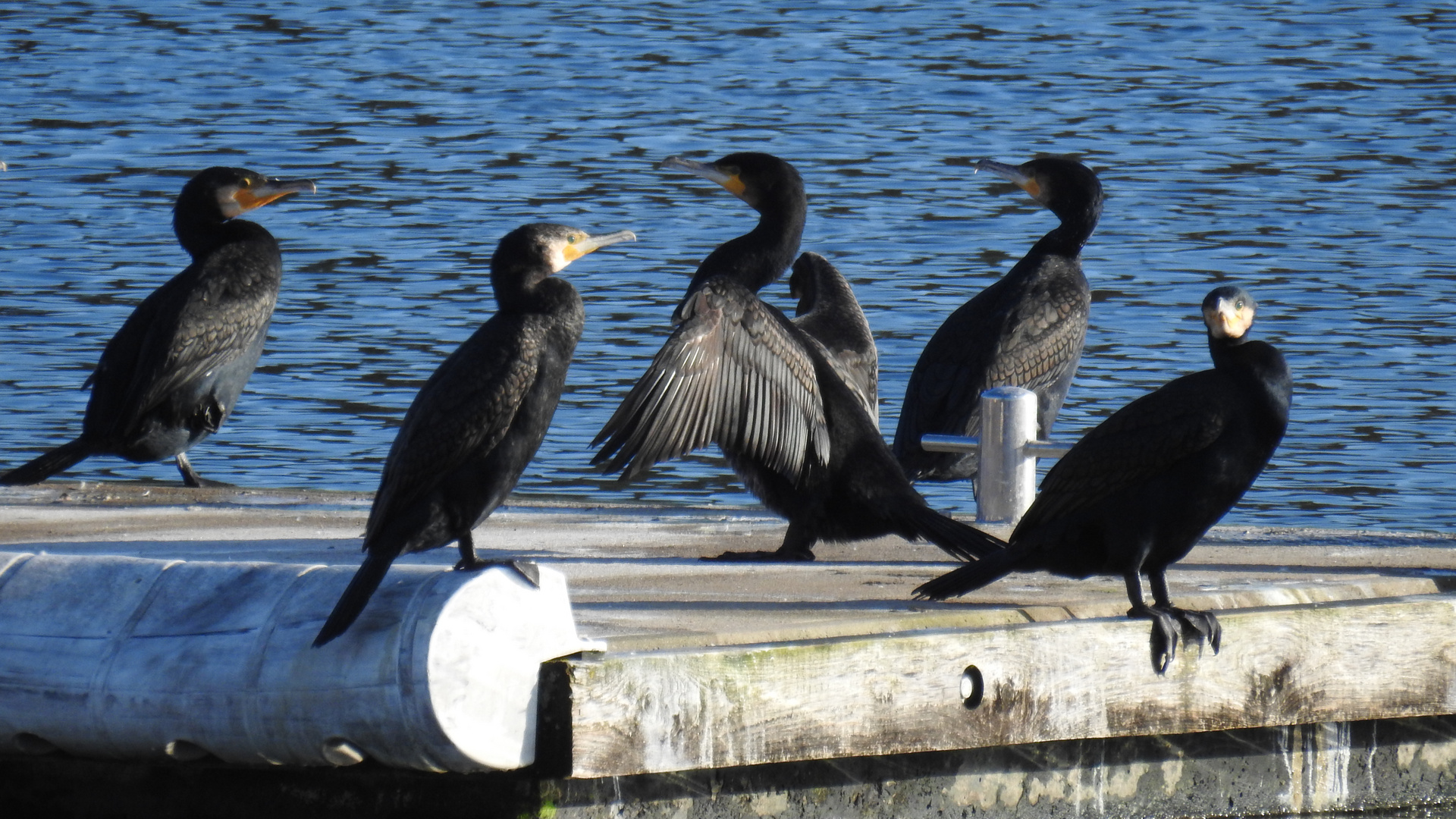 Kormorane Foto & Bild | tiere, wildlife, wild lebende vögel Bilder auf ...