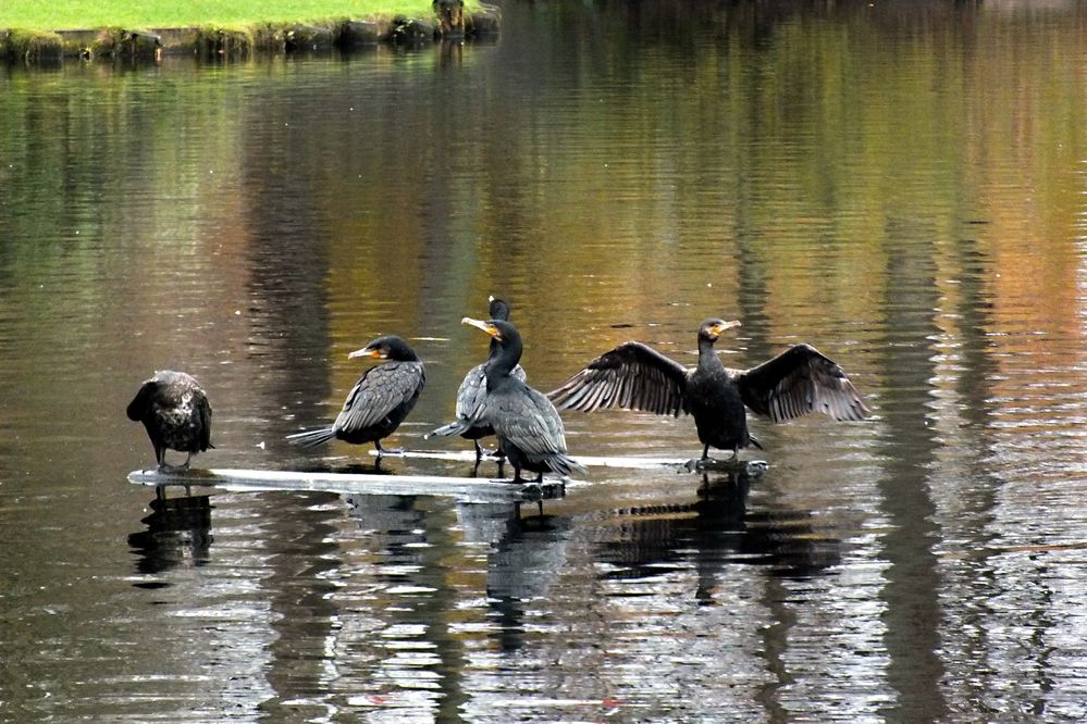 Kormorane Foto & Bild | wasser, lübeck, teich Bilder auf fotocommunity