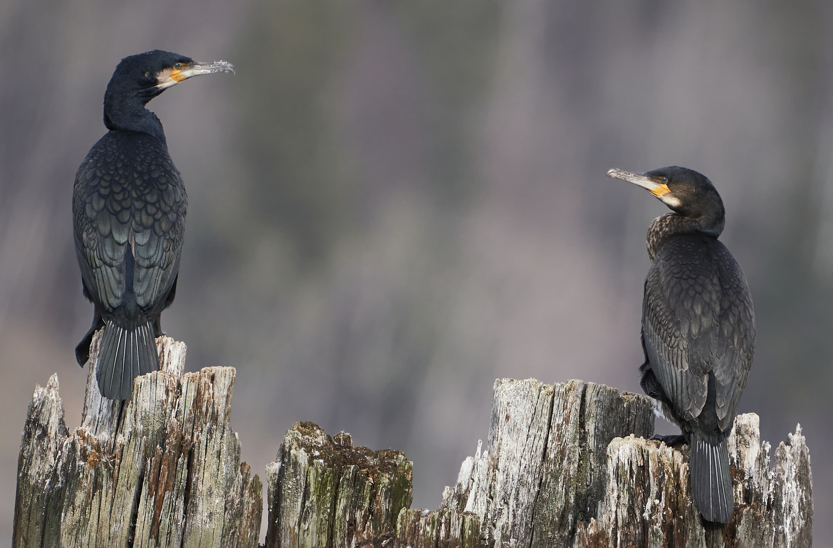 Kormorane Foto & Bild | tiere, wildlife, wild lebende vögel Bilder auf ...