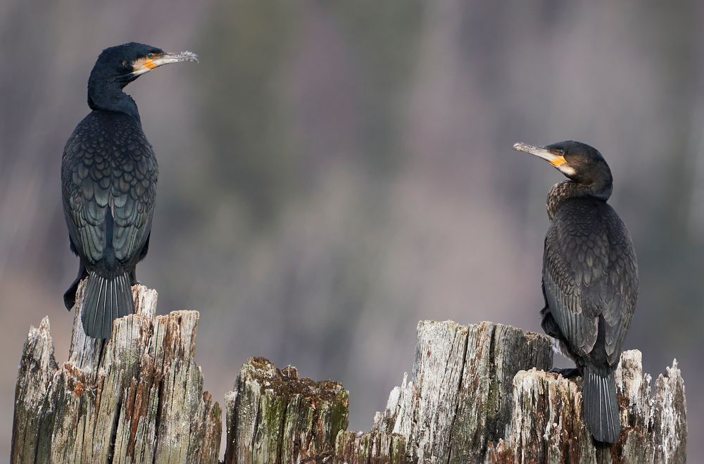 Kormorane Foto & Bild | tiere, wildlife, wild lebende vögel Bilder auf ...