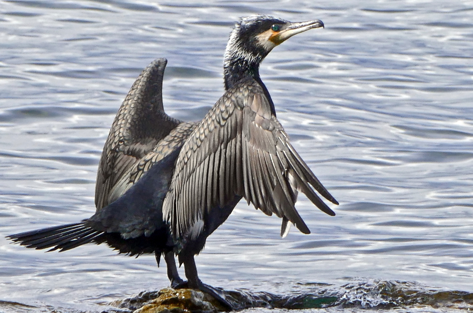 Kormorane Foto & Bild | tiere, wildlife, wild lebende vögel Bilder auf ...