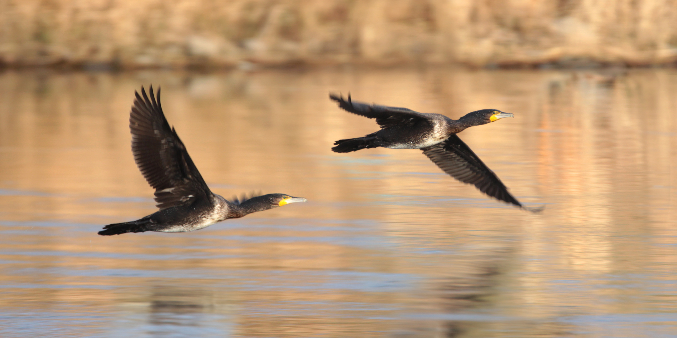Kormorane Foto & Bild | natur, fluss, tiere Bilder auf fotocommunity