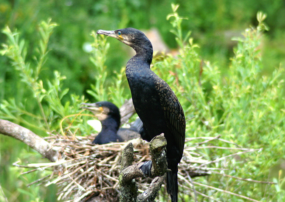 Kormorane am Brutplatz Foto & Bild | tiere, wildlife, wild lebende ...
