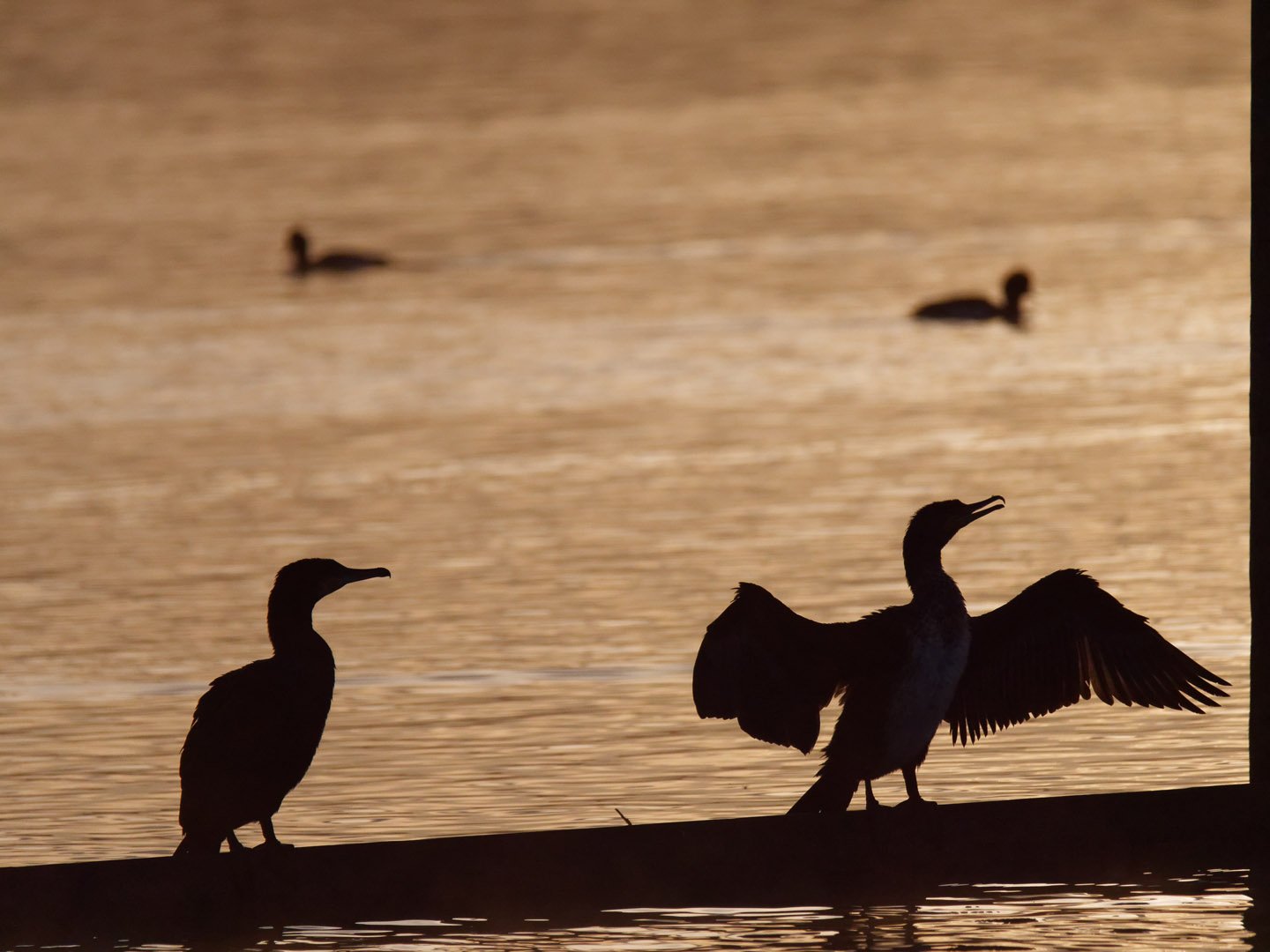 Kormorane am Morgen Foto & Bild | deutschland, europe, baden ...