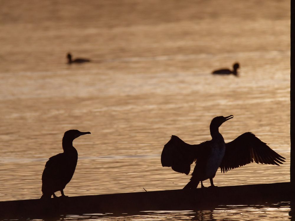 Kormorane am Morgen Foto & Bild | deutschland, europe, baden ...