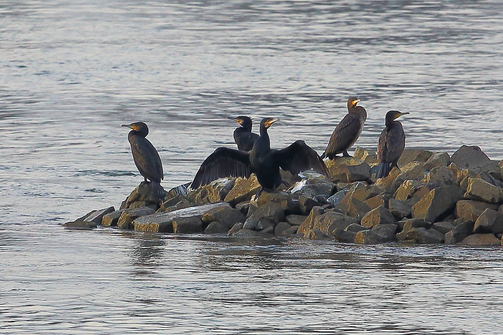 Kormorane am Rhein (II) Foto & Bild | tiere, wildlife, wild lebende ...