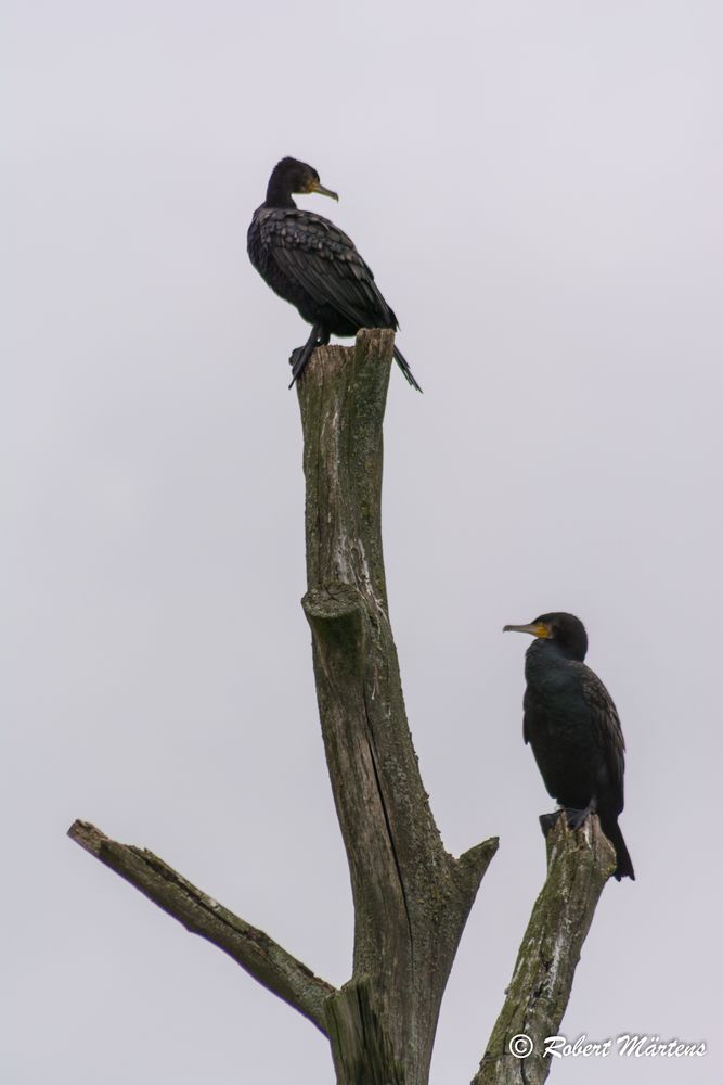 Kormorane auf Station Foto & Bild | deutschland, europe, nordrhein ...