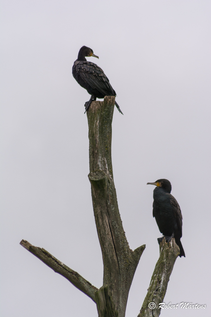 Kormorane auf Station Foto & Bild | deutschland, europe, nordrhein ...