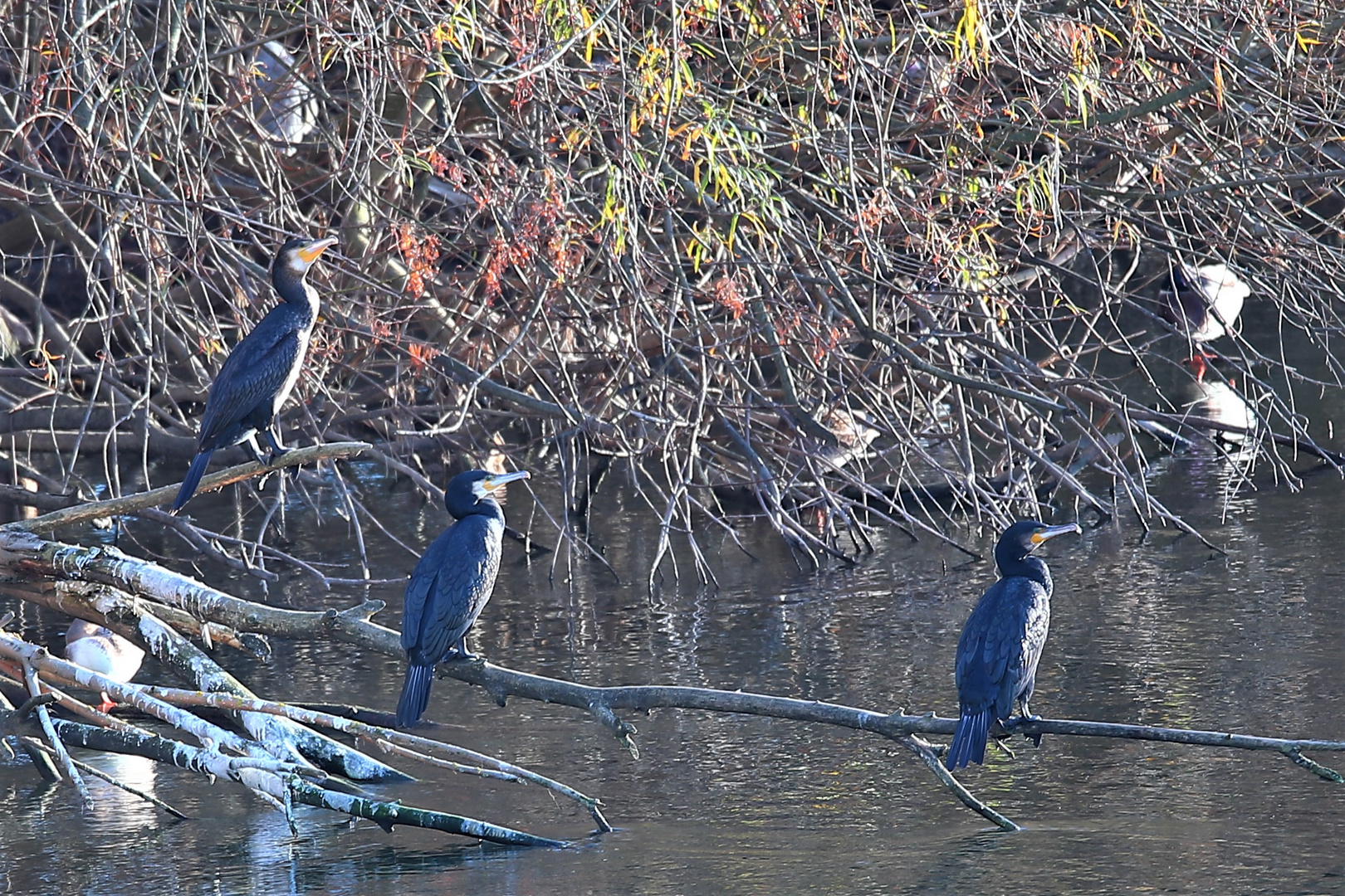 Kormorane Foto & Bild | tiere, wildlife, wild lebende vögel Bilder auf ...