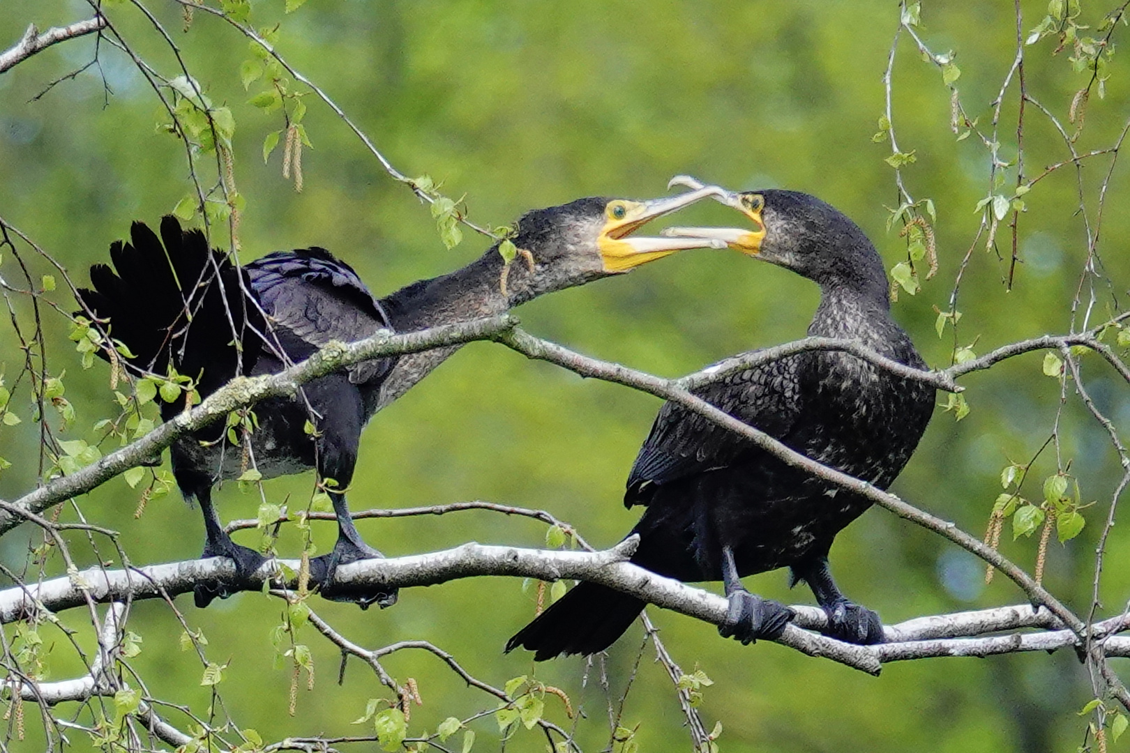 KORMORANE BEI DER BALZ? Foto & Bild | tiere, wildlife, wild lebende ...