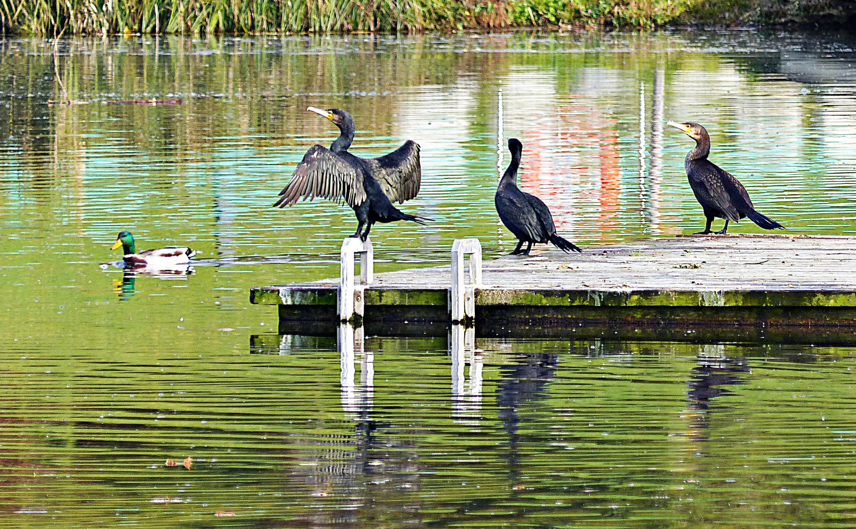 Kormorane beim Sonnenbad Foto & Bild | world, wasser, natur Bilder auf ...