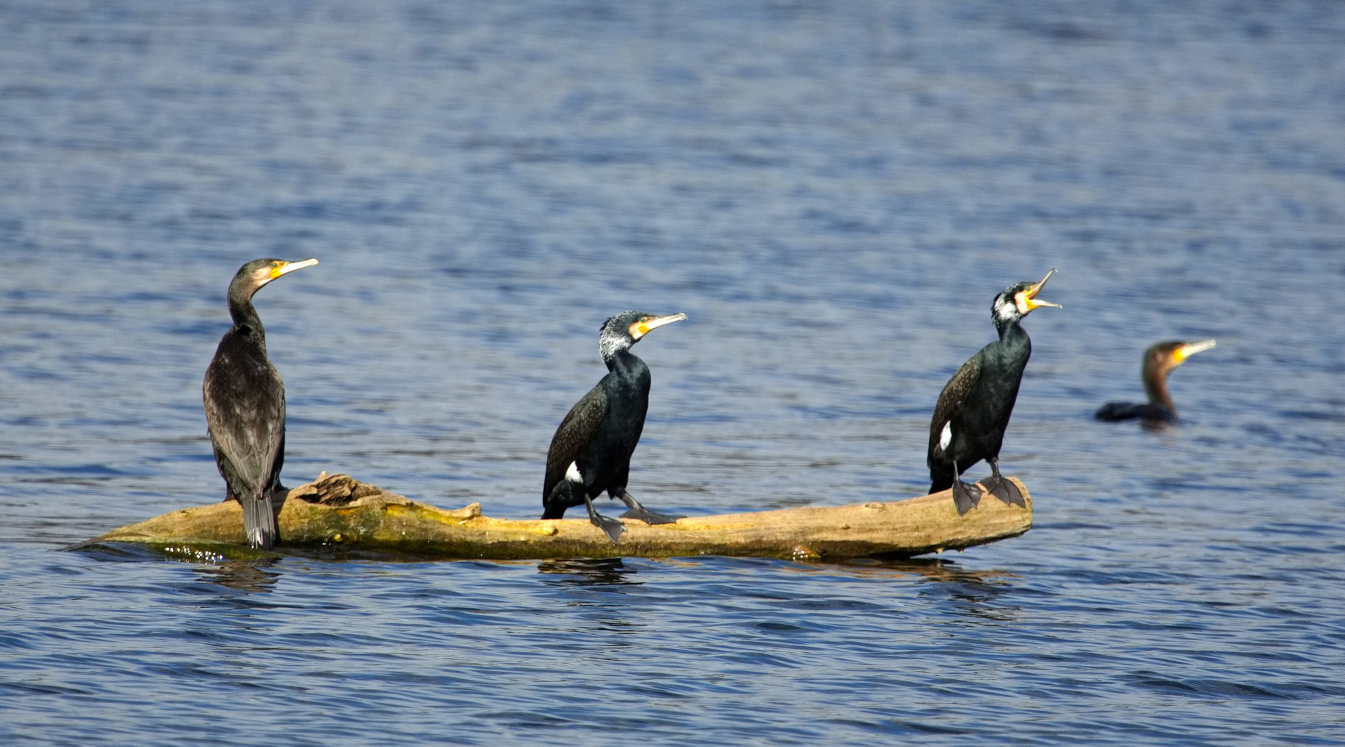 Kormorane Foto & Bild | wasser, natur, see Bilder auf fotocommunity