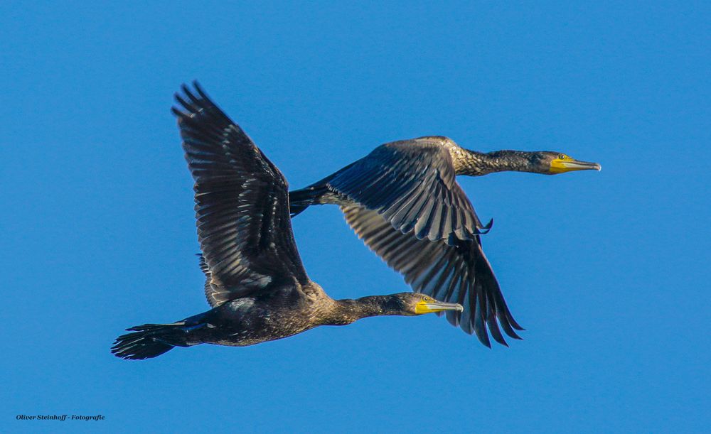 Kormorane Foto & Bild | tiere, wildlife, wild lebende vögel Bilder auf ...