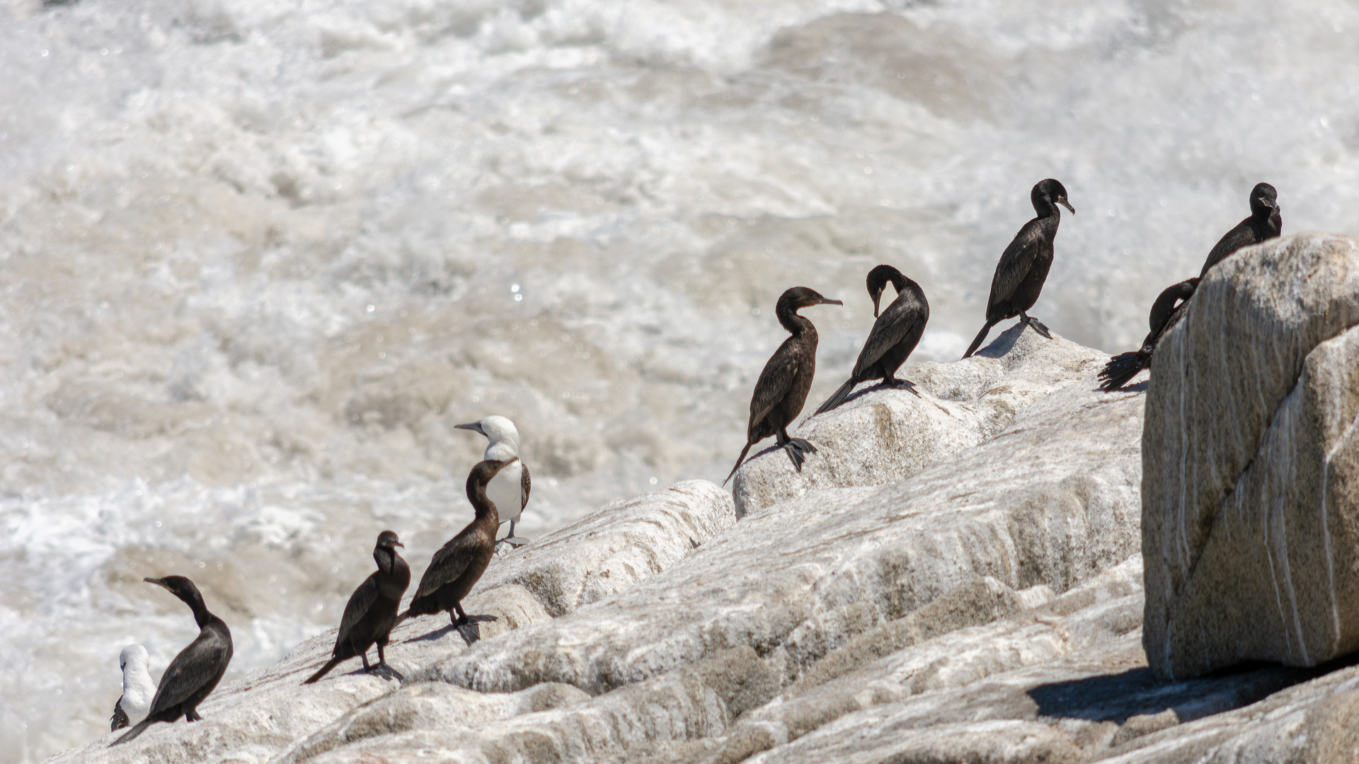 Kormorane, diagonal Foto & Bild | south america, tiere, wildlife Bilder ...