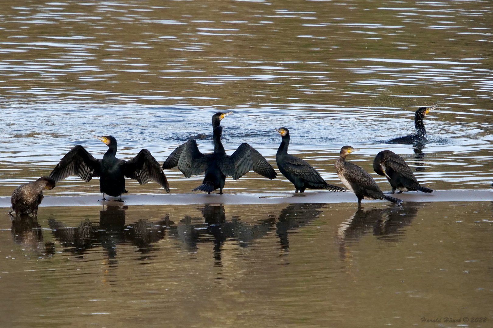 Kormorane... Foto & Bild | tiere, wildlife, wild lebende vögel Bilder ...